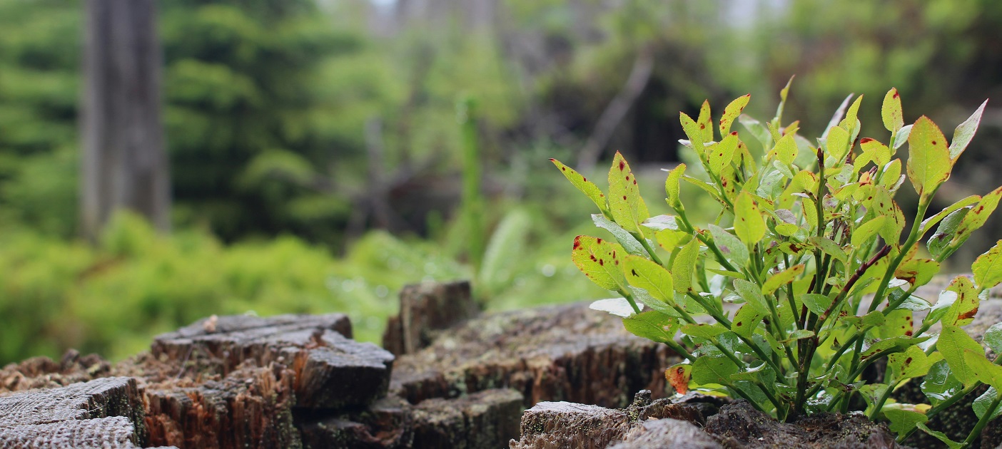 Economics Weekly: Growth Recovery in Focus